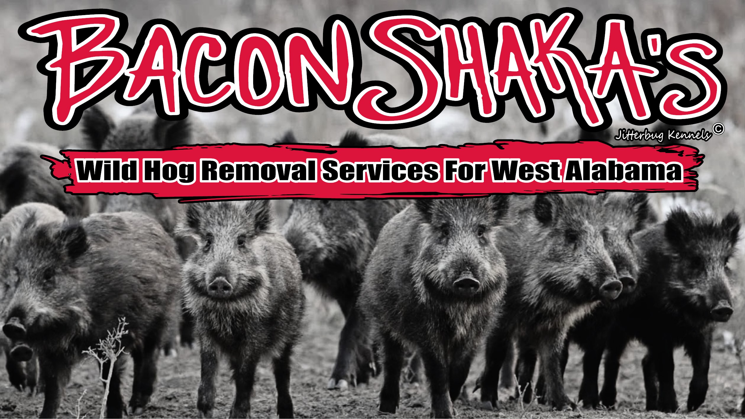 Bacon Shaka’s Wild Hog Removal Services For West Alabama
